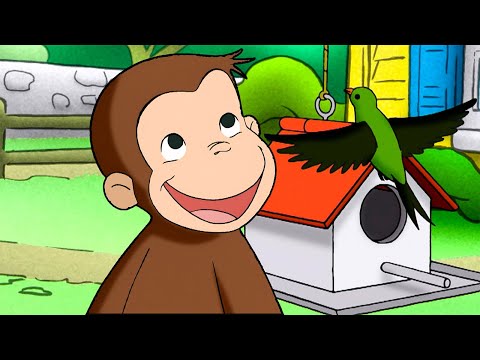 Essa é a Comida dos Pássaros! 🐵 George, o Curioso 🐵 Desenhos Animados