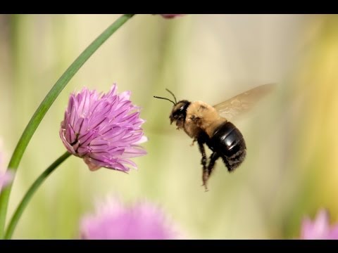 Flying Bee