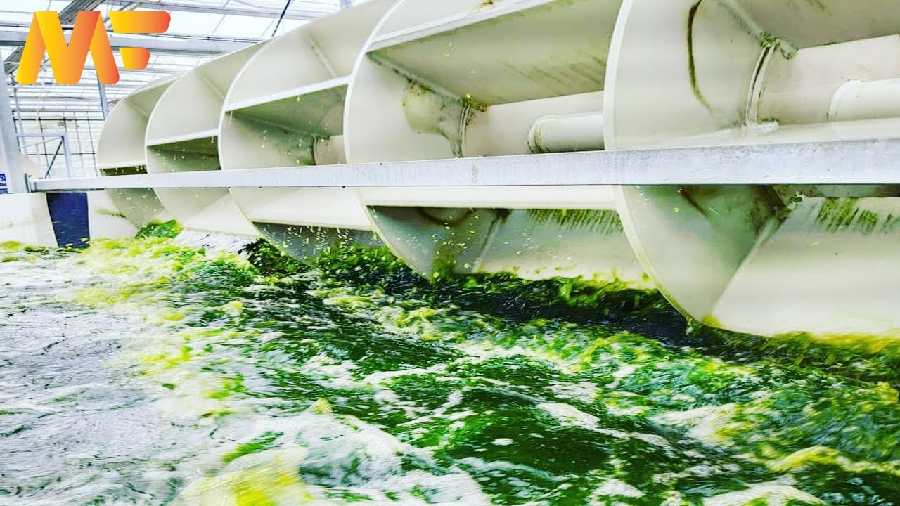 Microalgae Cultivation Technology । Modern Spirulina Harvesting ...