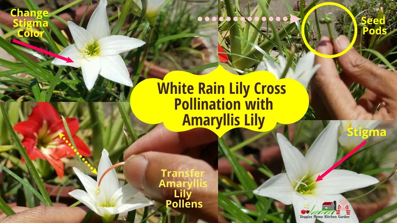 White Rain Lily Cross Pollination with Amaryllis Lily at Asim Rooftop ...