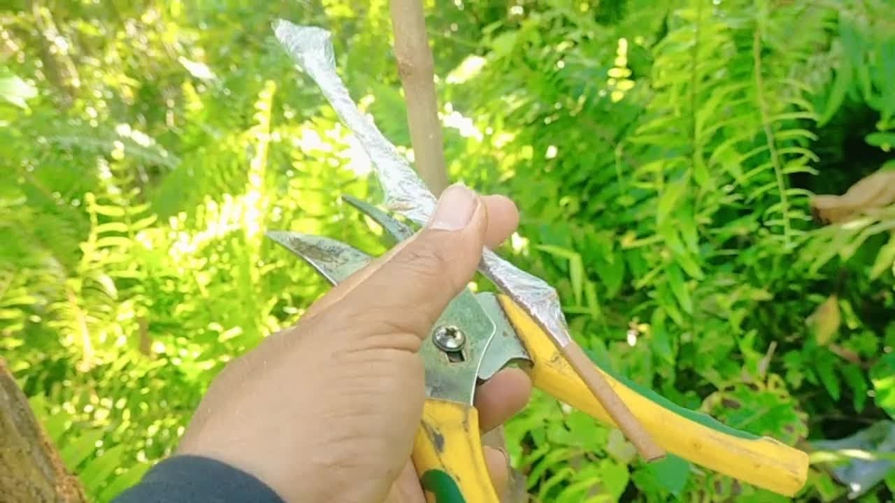 Survei Hasil Sambung Sisip Durian Montong ke Lokal Sekalian Nyulam ...