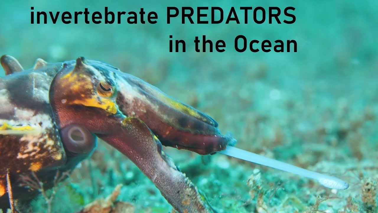 Invertebrate PREDATORS in the #Ocean - YouTube