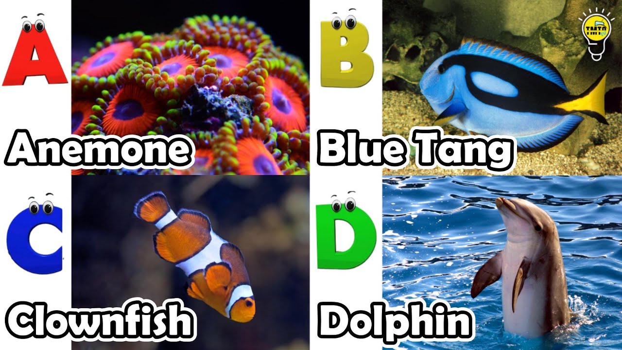 ABC phonics animals | ABC Sea Animals song | English and Animals for ...