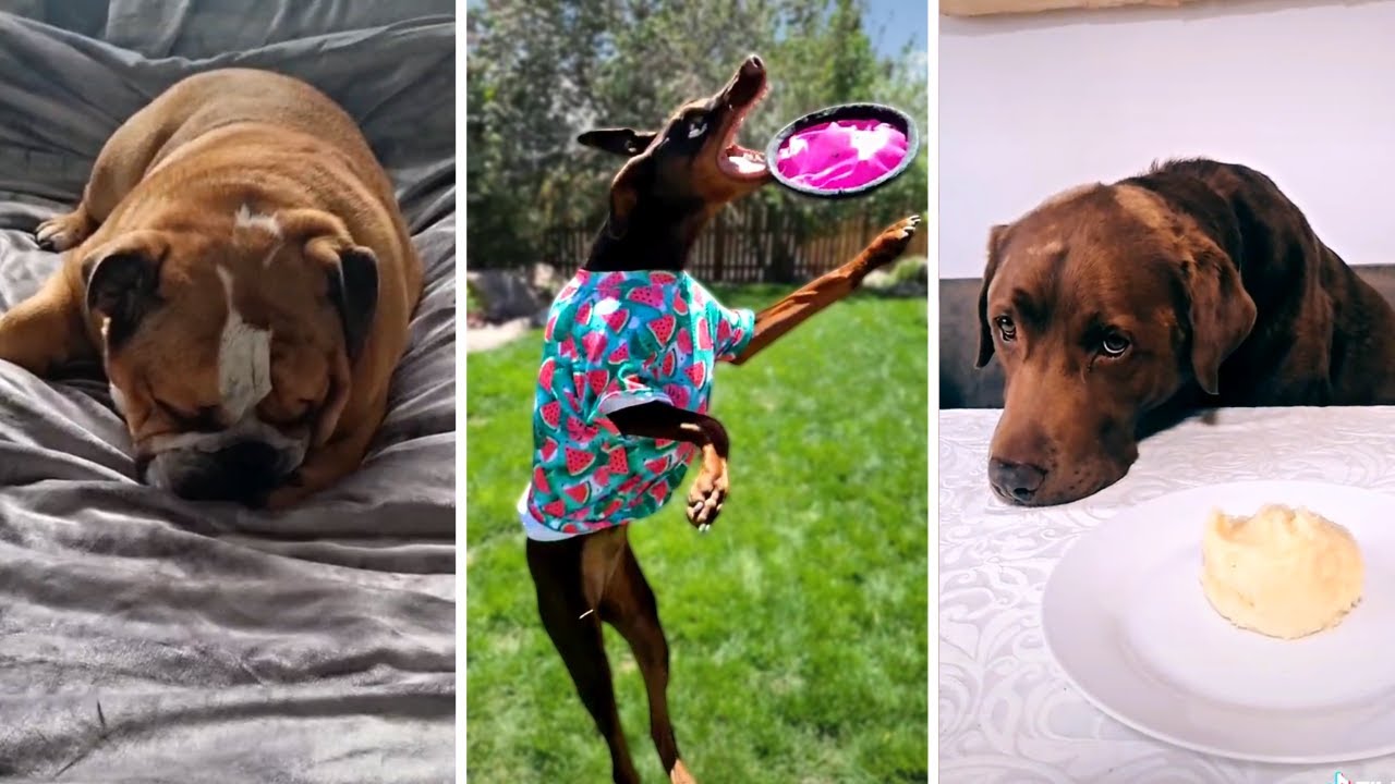 Dogs Make Us Laugh: A Compilation of the Funniest Dog Videos - YouTube