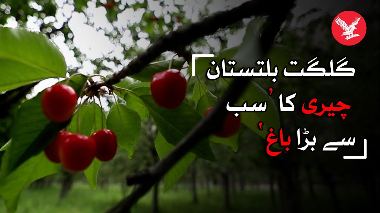 The 'largest cherry orchard' in Gilgit-Baltistan - YouTube