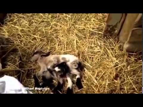 Baby Goat With 8 Legs Born in Croatia - YouTube
