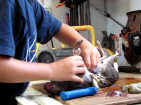 how to skin a rabbit and keep the hide part 1 - YouTube