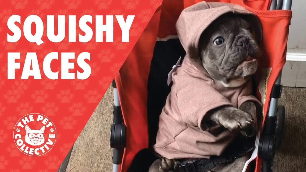 Squishy Faces Compilation - YouTube