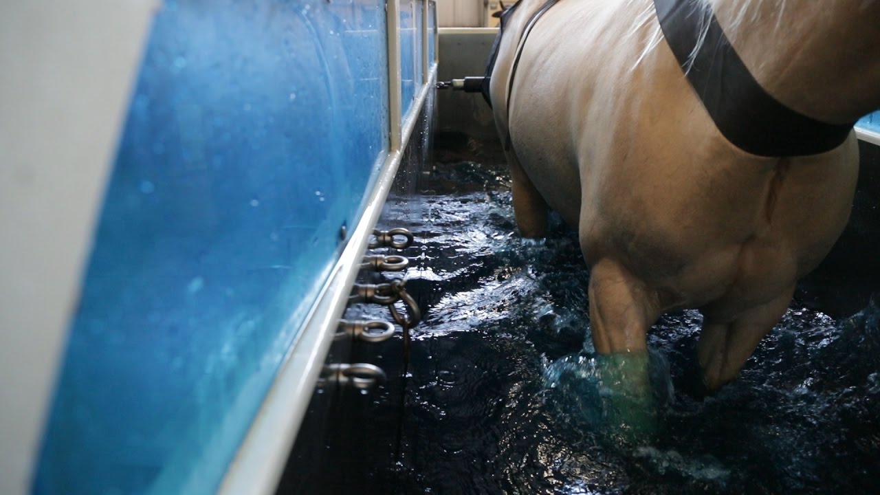 South Valley Equine Aqua Treadmill - YouTube