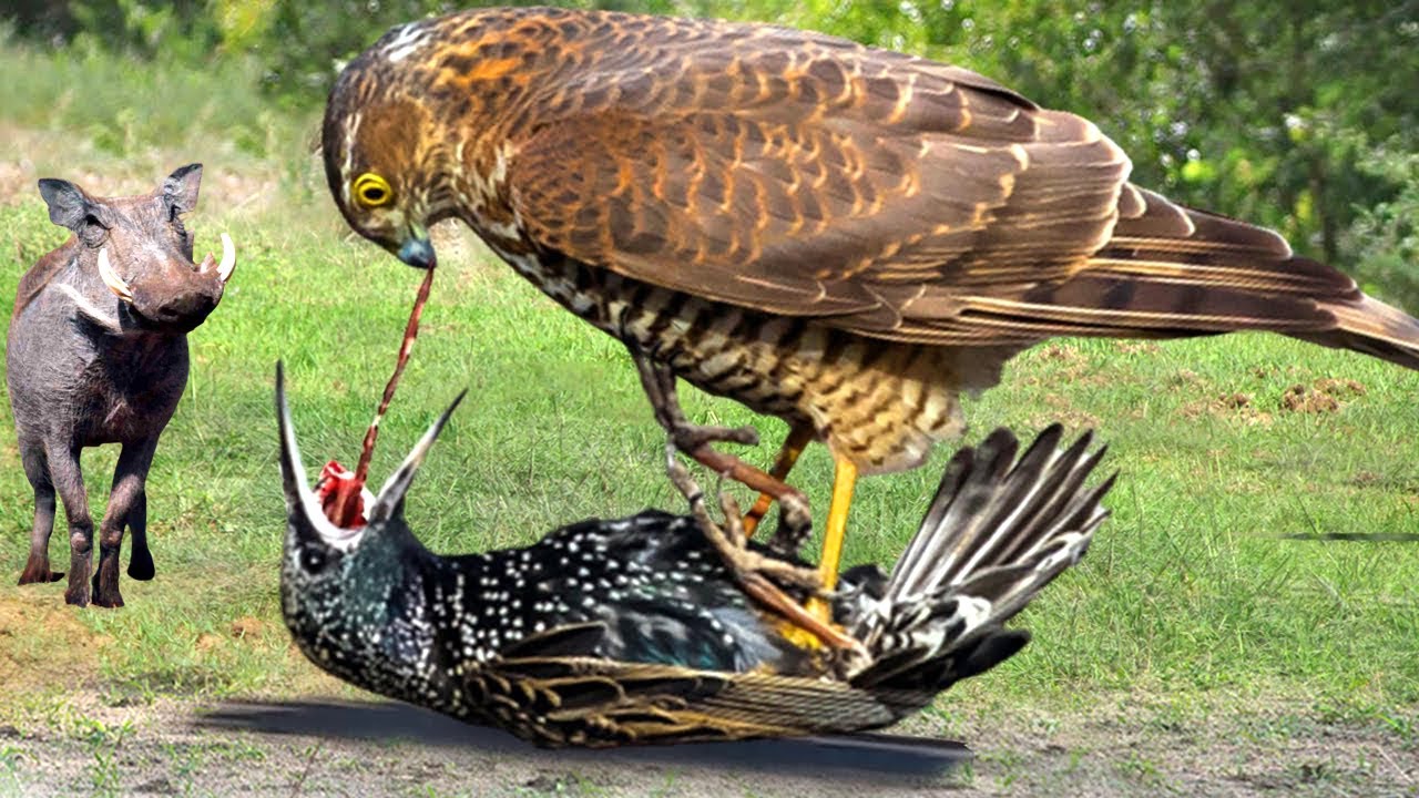 Super Speed Hunt! Moment When The Hawk Attacks & Destroys The ...