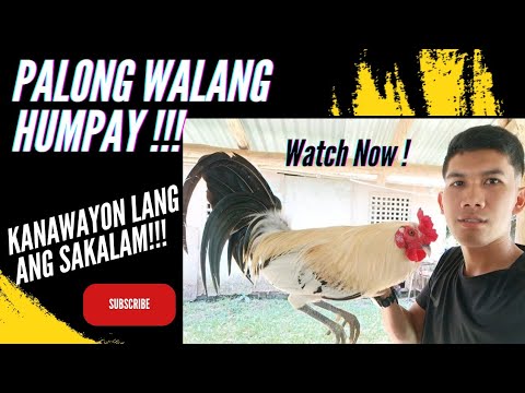 GANITO PALA SA LABANAN ANG KANAWAYON!!! | SUMISIKAT NA BREED NG MANOK ...