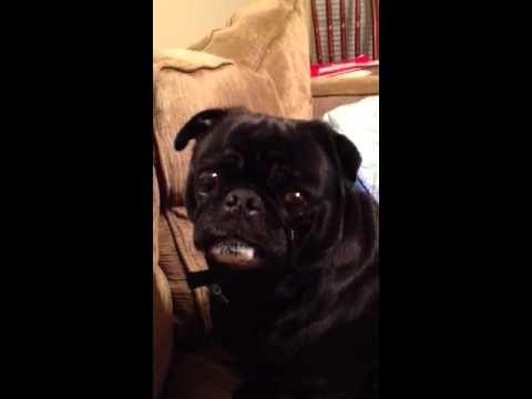 My retarded pug - YouTube