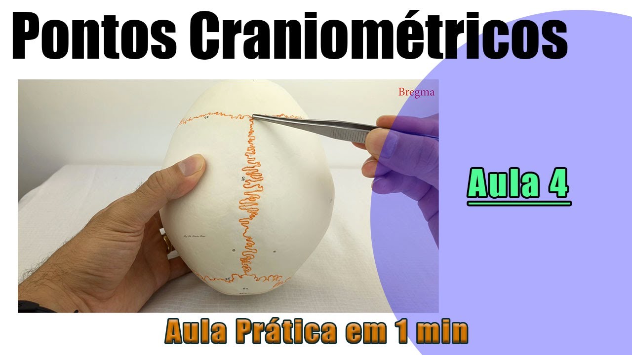Pontos Craniométricos - Parte 4 - Prática - Anatomia Humana - YouTube