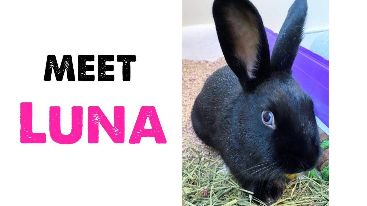 Meet Luna the Bunny 🐰💜 - YouTube