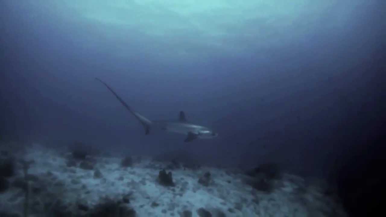 Thresher Shark (tiburón zorro) en Monad Shoal (Malapascua - Filipinas ...