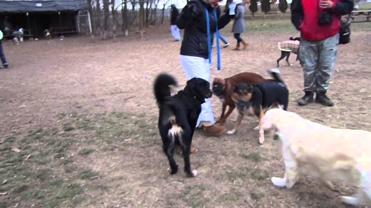 Max and Mindy at the dog park - YouTube