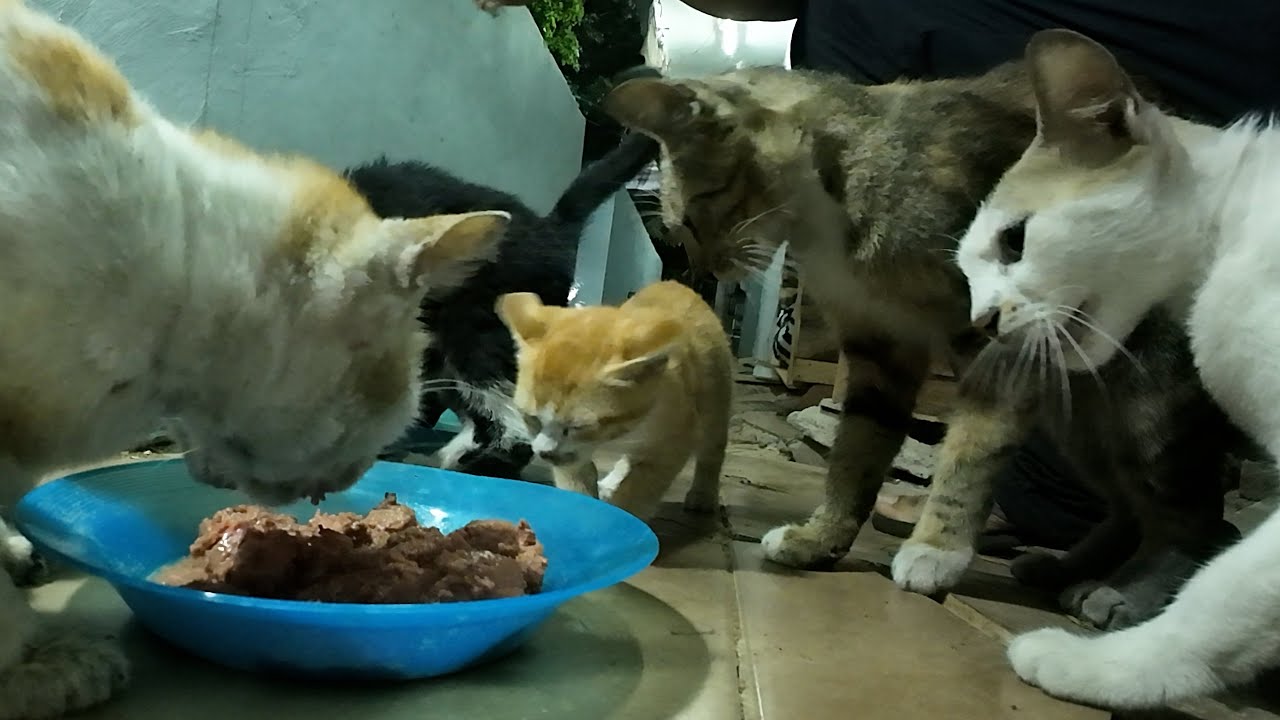 Happy stray cats feeding 84 - YouTube