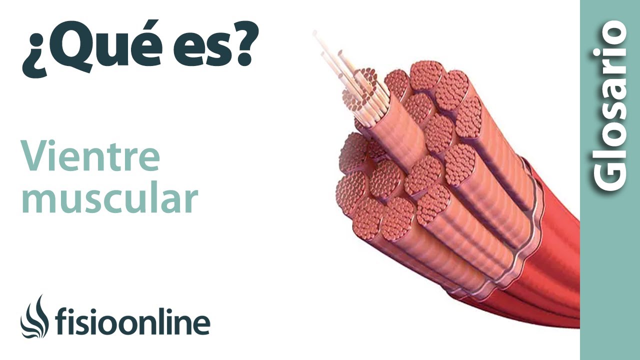 VIENTRE MUSCULAR | Qué es, dónde se encuentra, función y enfermedades ...