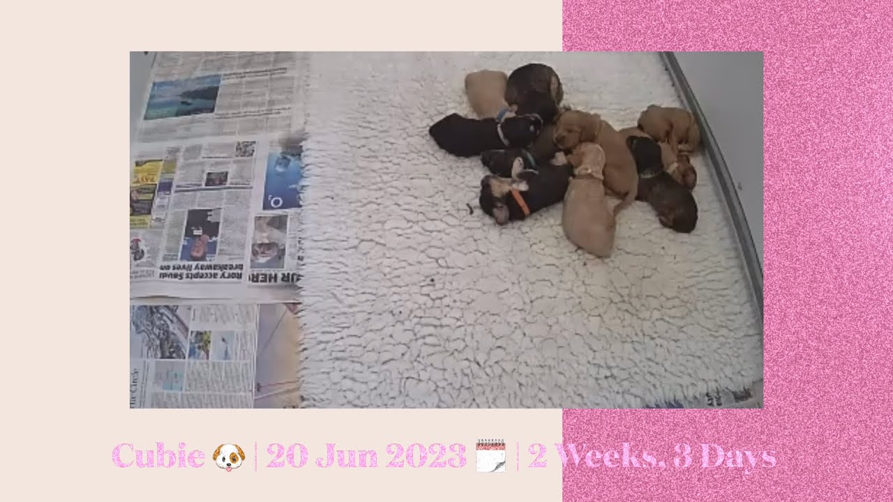 COCKAPOO CUBIE’S GROWTH DIARY 🐶 | 20 Jun 2023 🗓️ | 2 Weeks, 3 Days ...