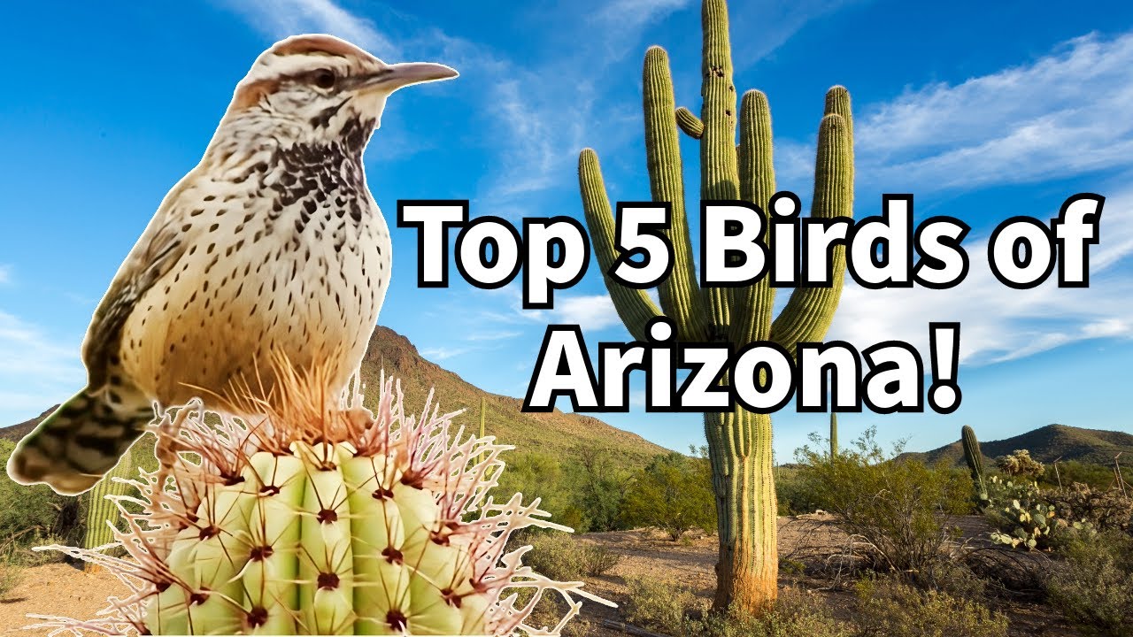 The TOP 5 most ICONIC birds of Arizona! - YouTube