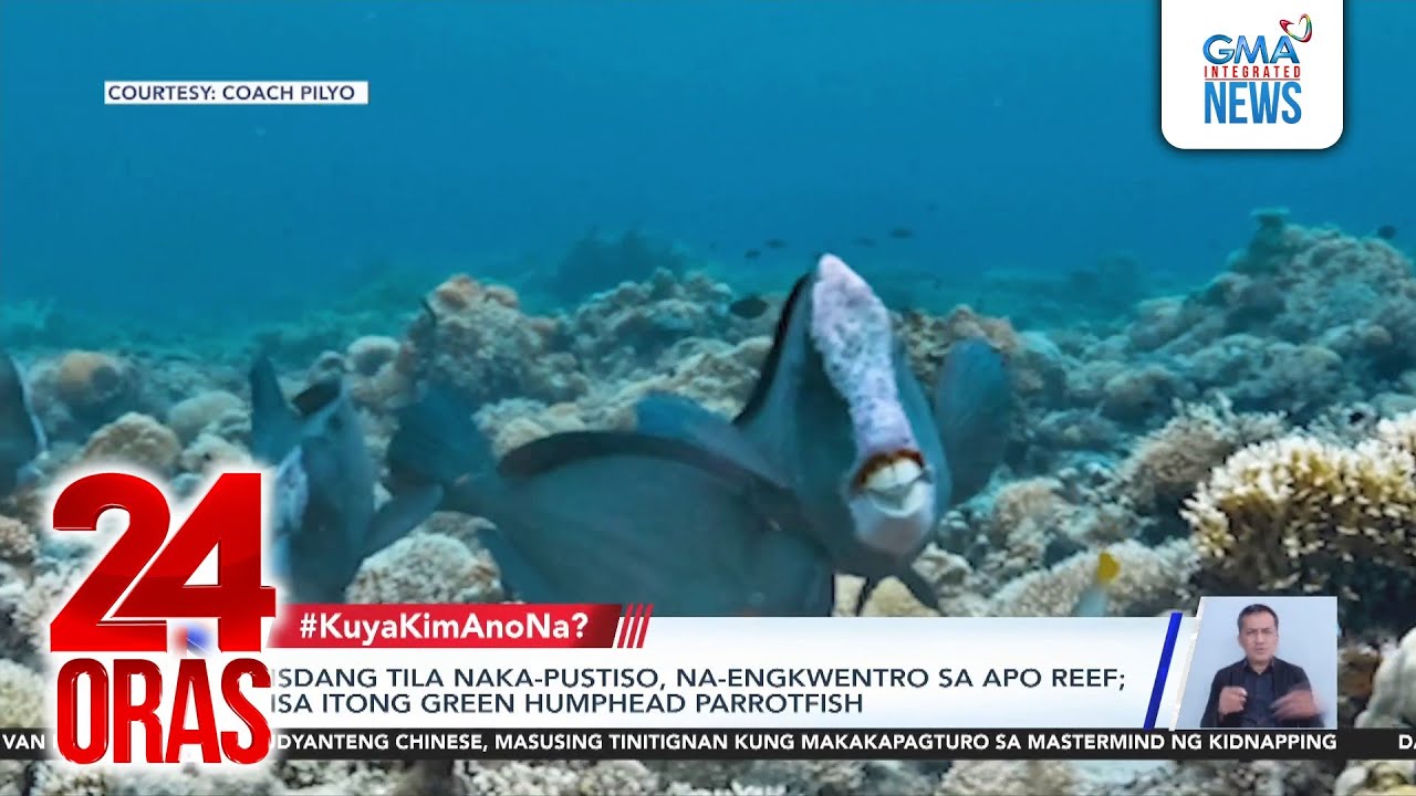 Isdang tila naka-pustiso, na-engkwentro sa Apo reef; isa itong green ...