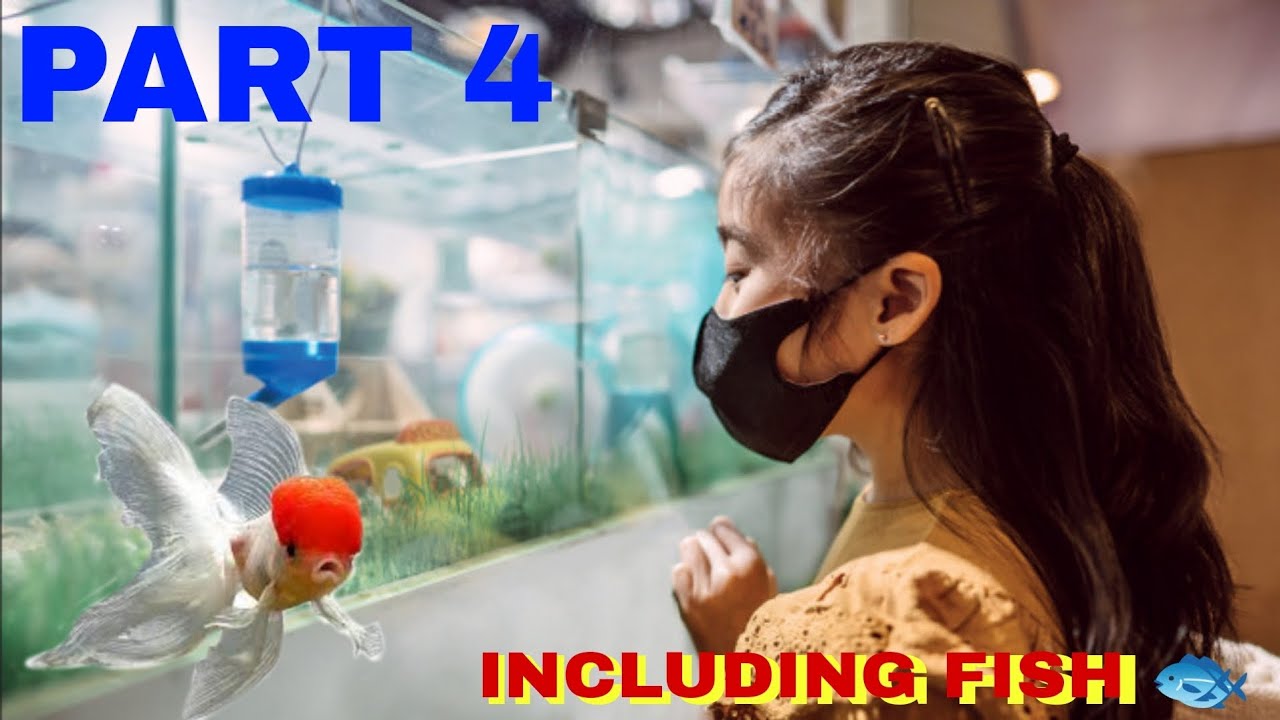 Fish Hobby Store's Gold Fish Tank Part 4: The Must-Have Tips | FISH ...