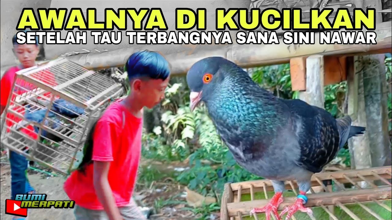 AKSI MANUVER DORRR MERPATI BOCIL INGUSAN, BELI 100 RIBU + DONDANG REOT ...
