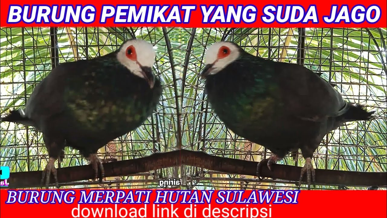 BURUNG PEMIKAT MERPATI HUTAN SULAWESI - YouTube