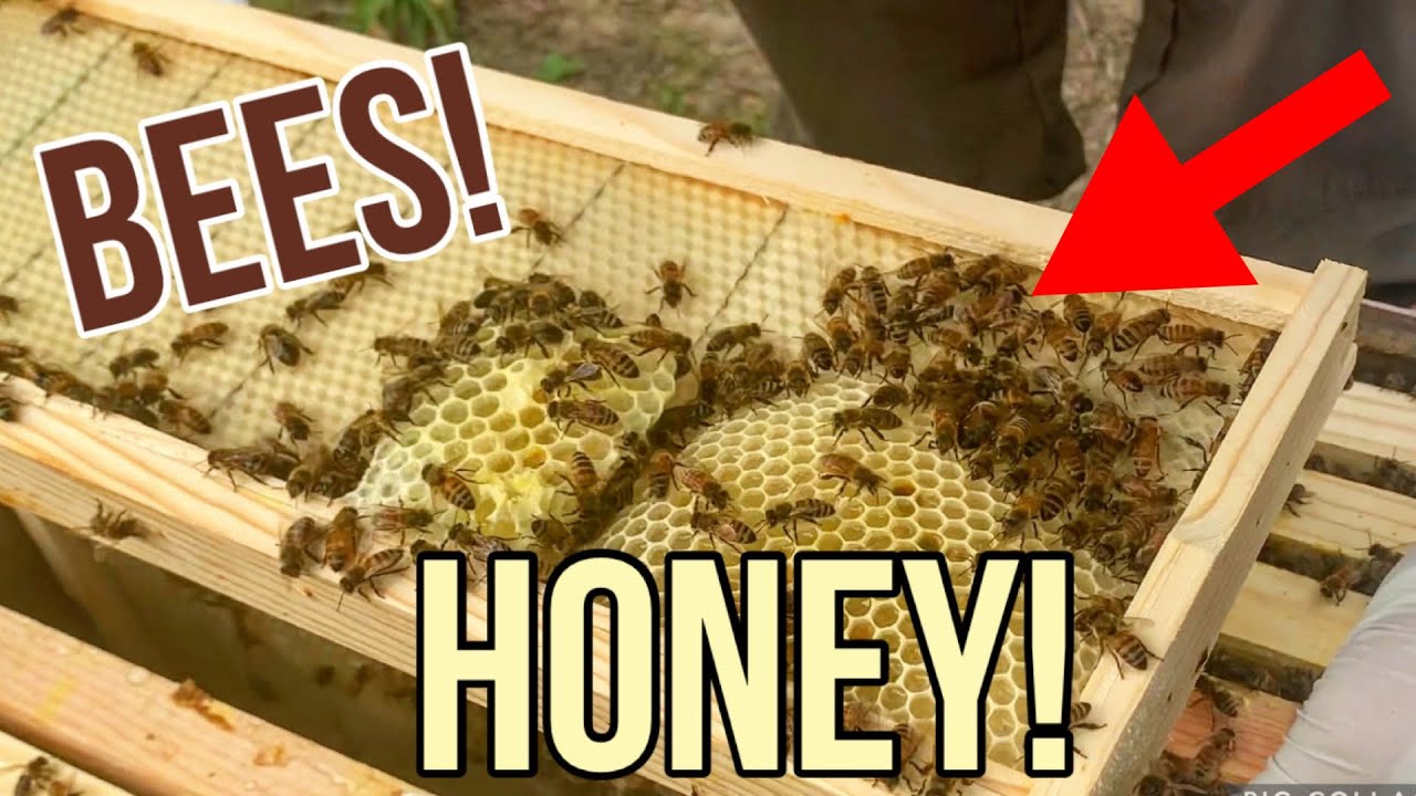 Learning about Honey Bees, Nucs (Nucleus Hives), and Beekeeping! - YouTube
