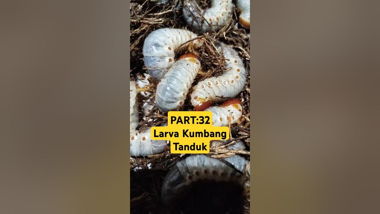 Larva Kumbang Tanduk #shorts - YouTube