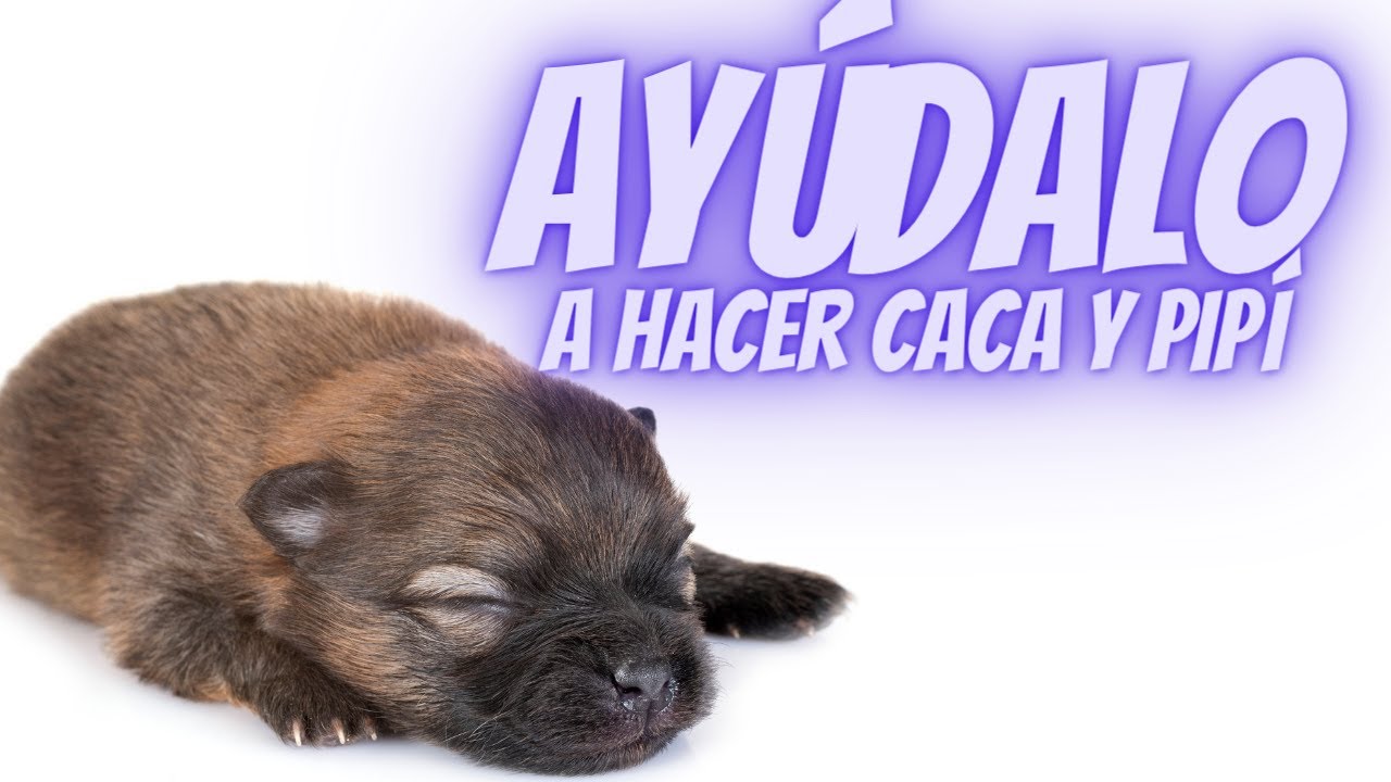 Cómo estimular un cachorro recién nacido para hacer caca y pipí 🧻 - YouTube
