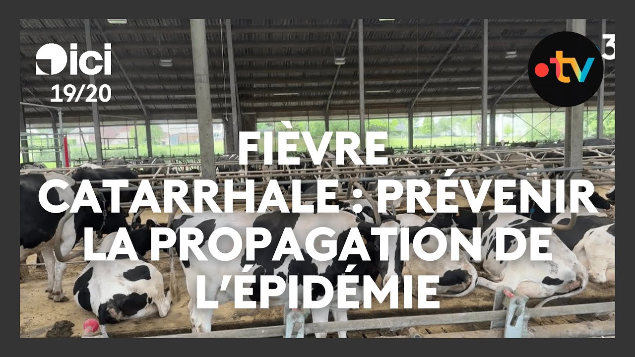 Prévenir la propagation de la fièvre catarrhale dans le Nord - YouTube