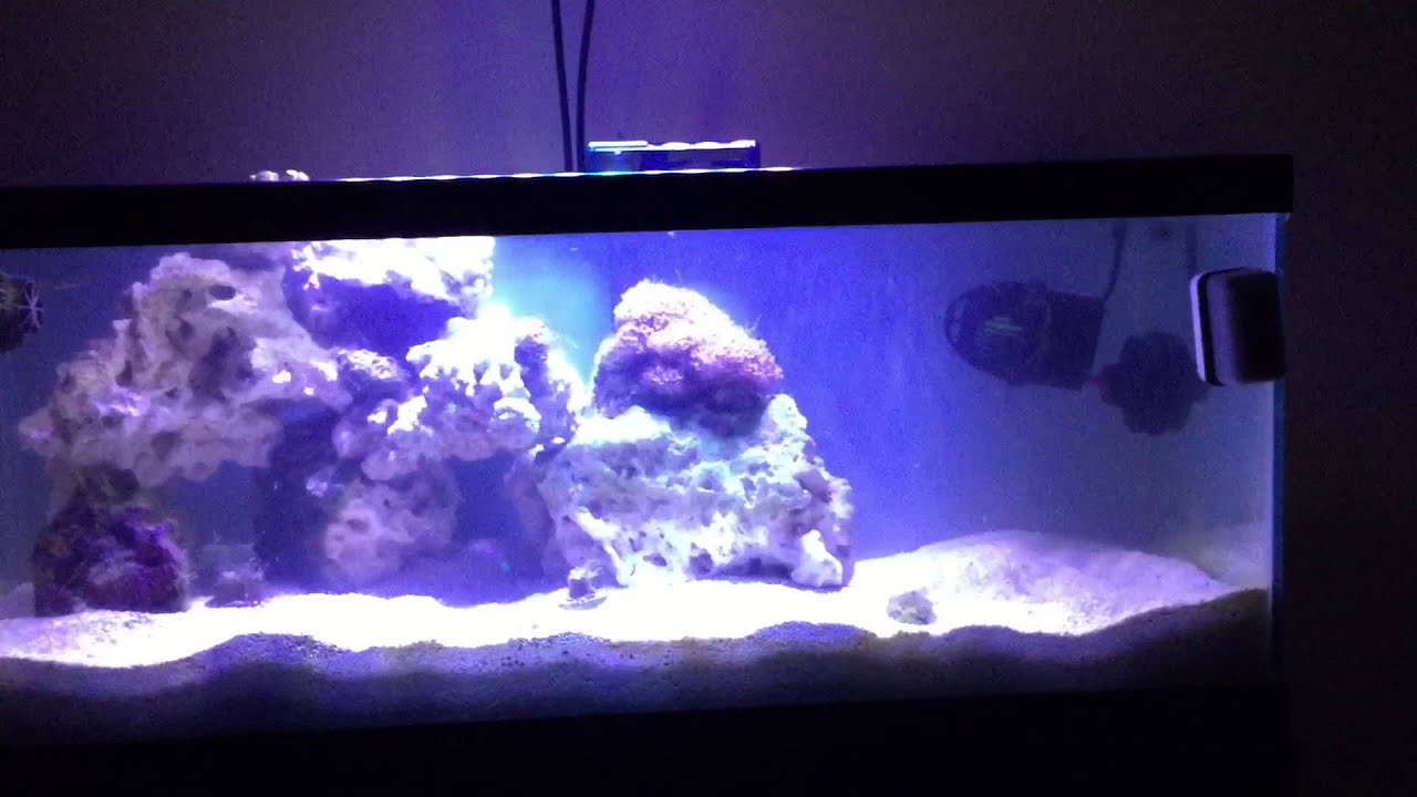 20 Gallon Long Nano Reef Tank Update - YouTube