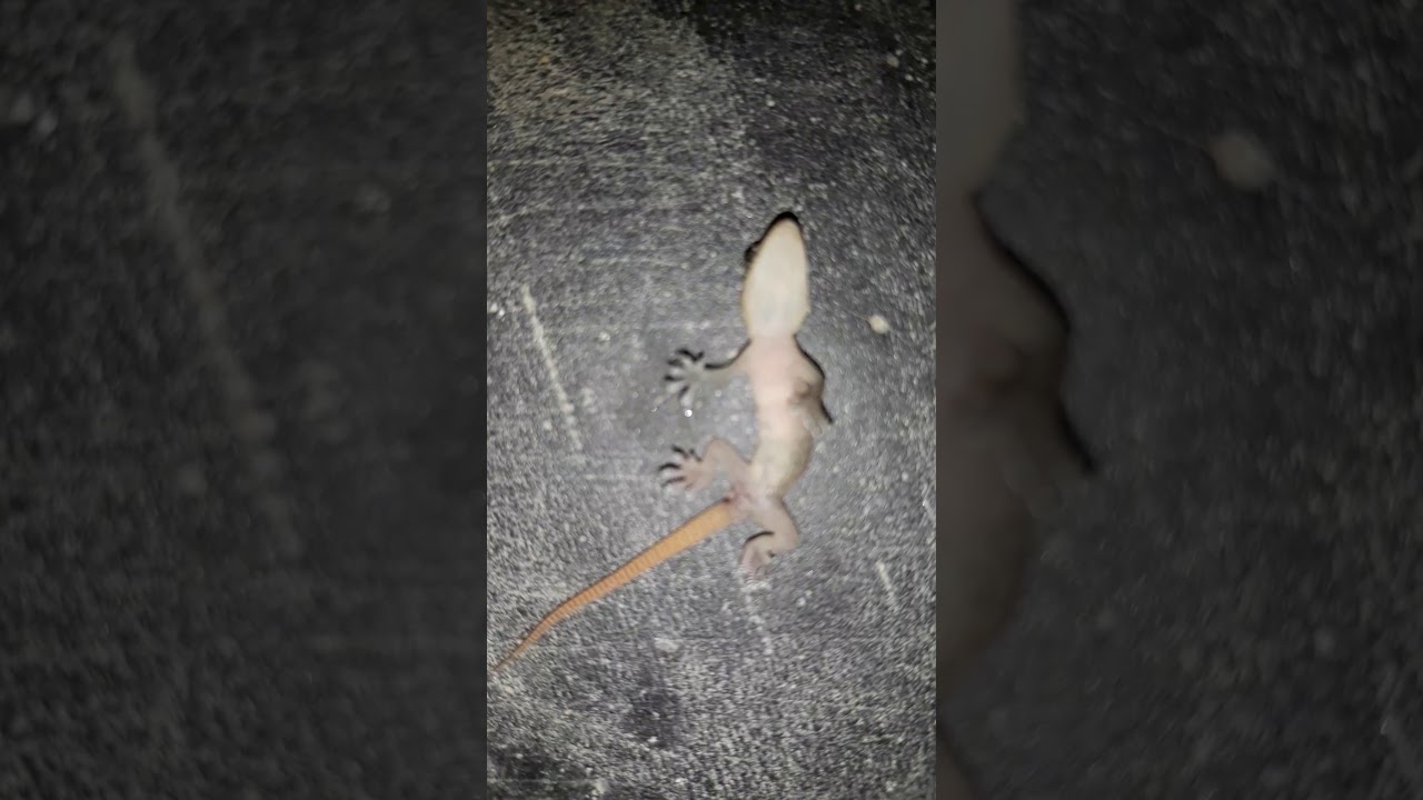 Injured lizard - YouTube