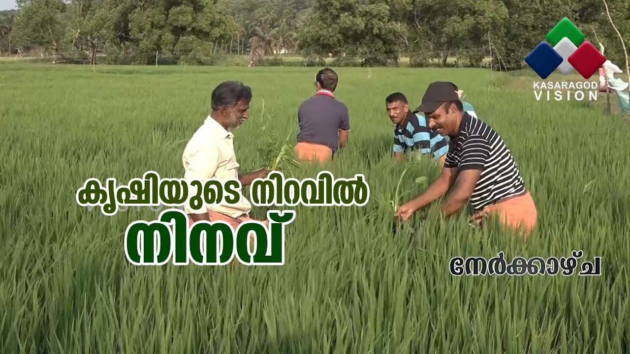 KASARAGOD VISION I NERKAZHCHA I NINAVU PILICODE I KRISHI - YouTube