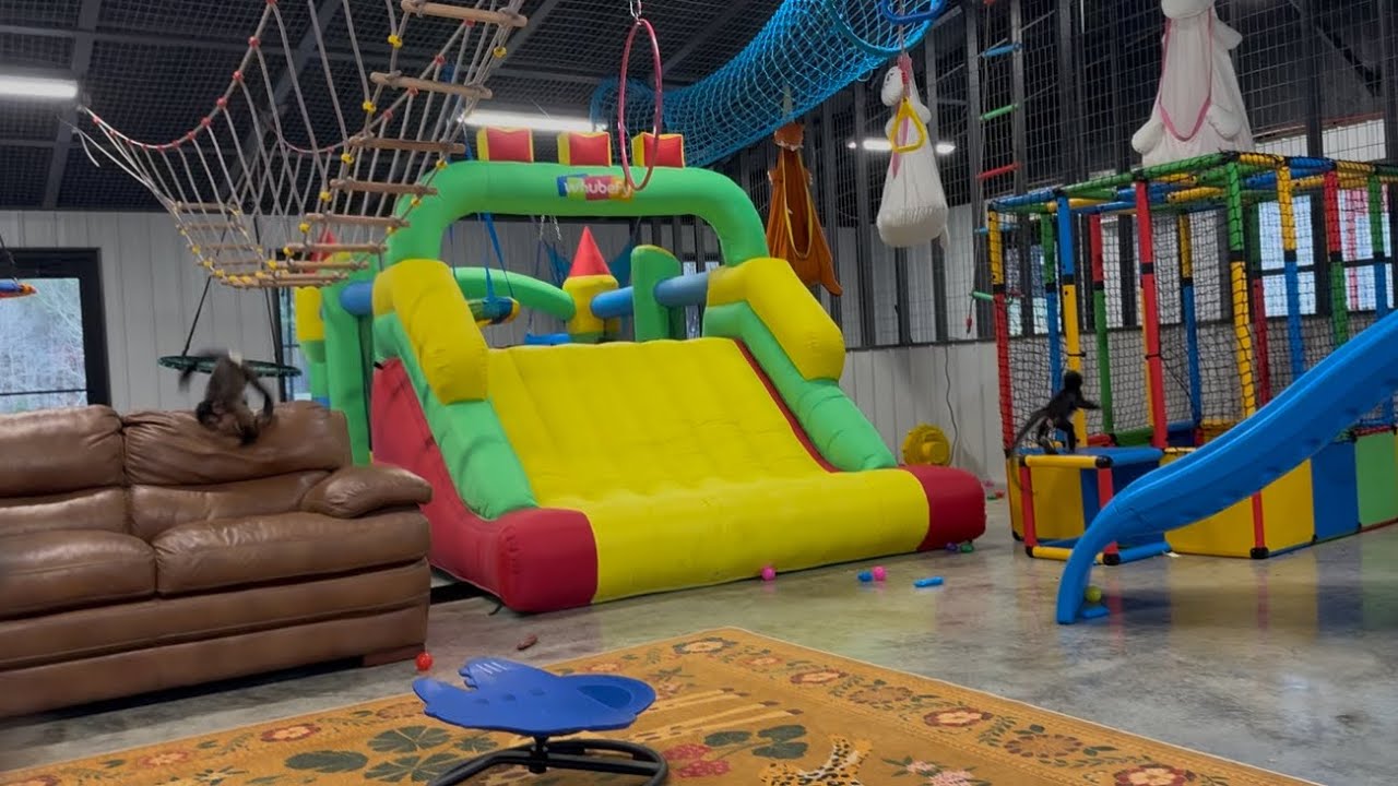 Time to let the monkeys play 💜 #primate #family - YouTube