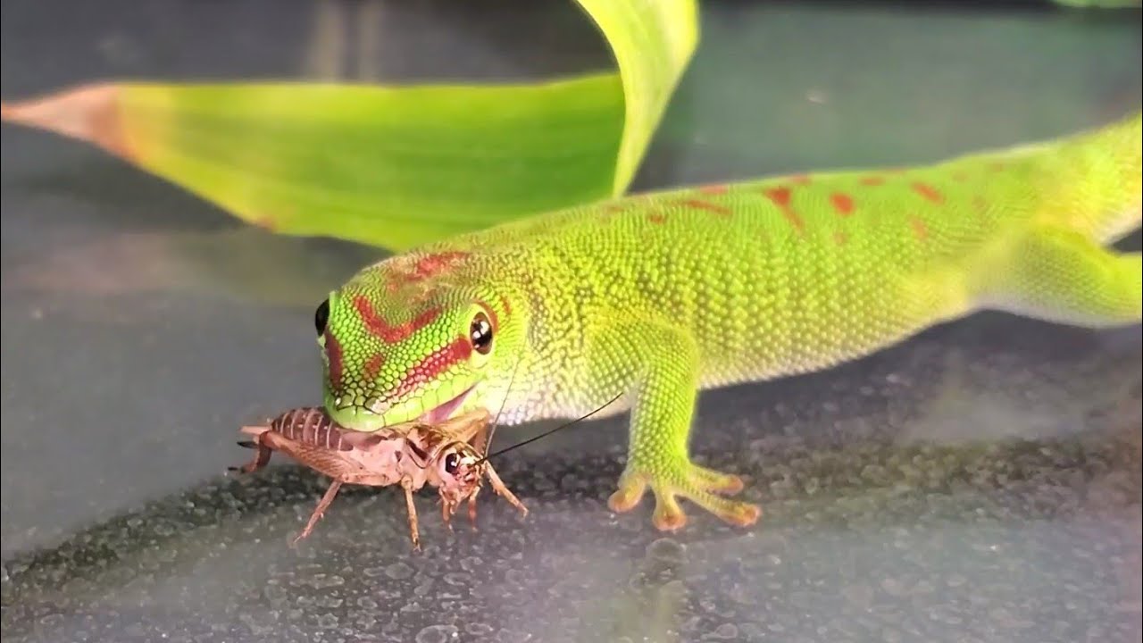 Feeding Crimson Day Geckos crickets and pangea in their exo terra ...