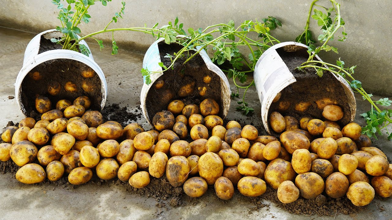 Growing Potatoes This Way Will Give You A Bumper Crop Of Giant Potatoes ...