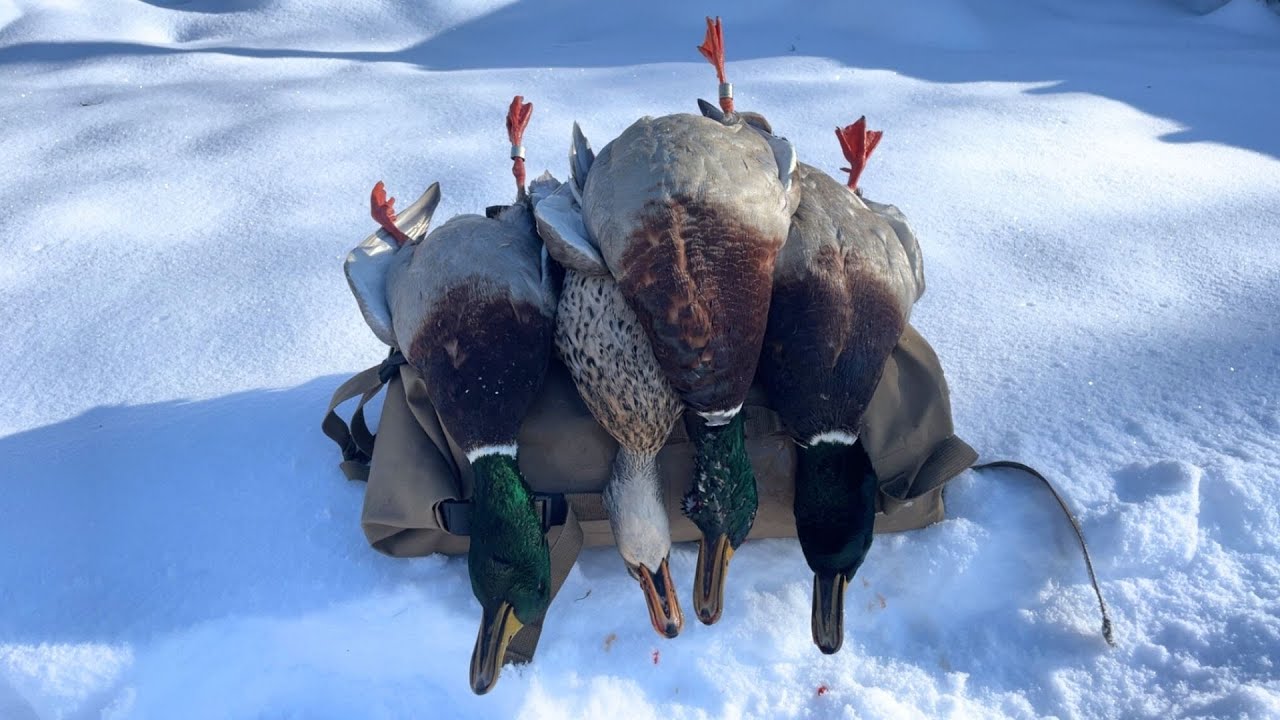 2 Banded Mallards In ONE Day!! (Solo Limit) - YouTube