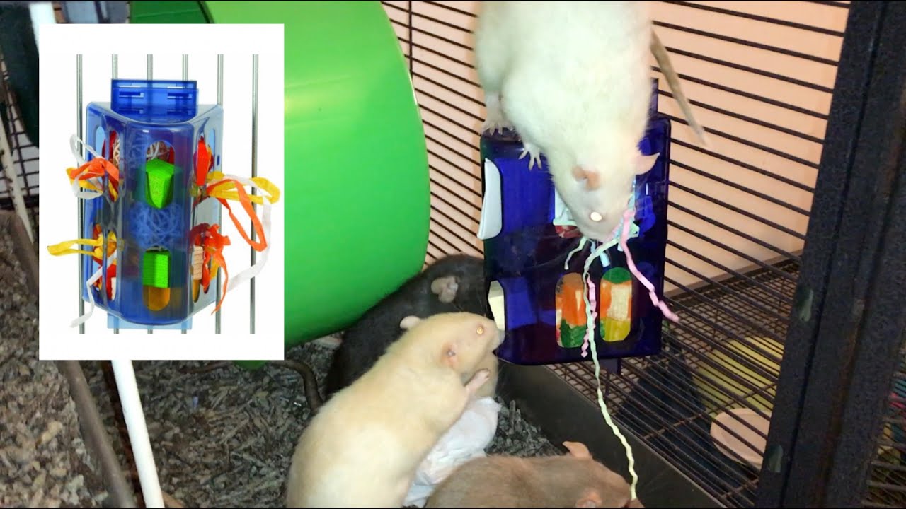 Rat Foraging Friday #20 (Creative Foraging Systems Hide & Seek ...