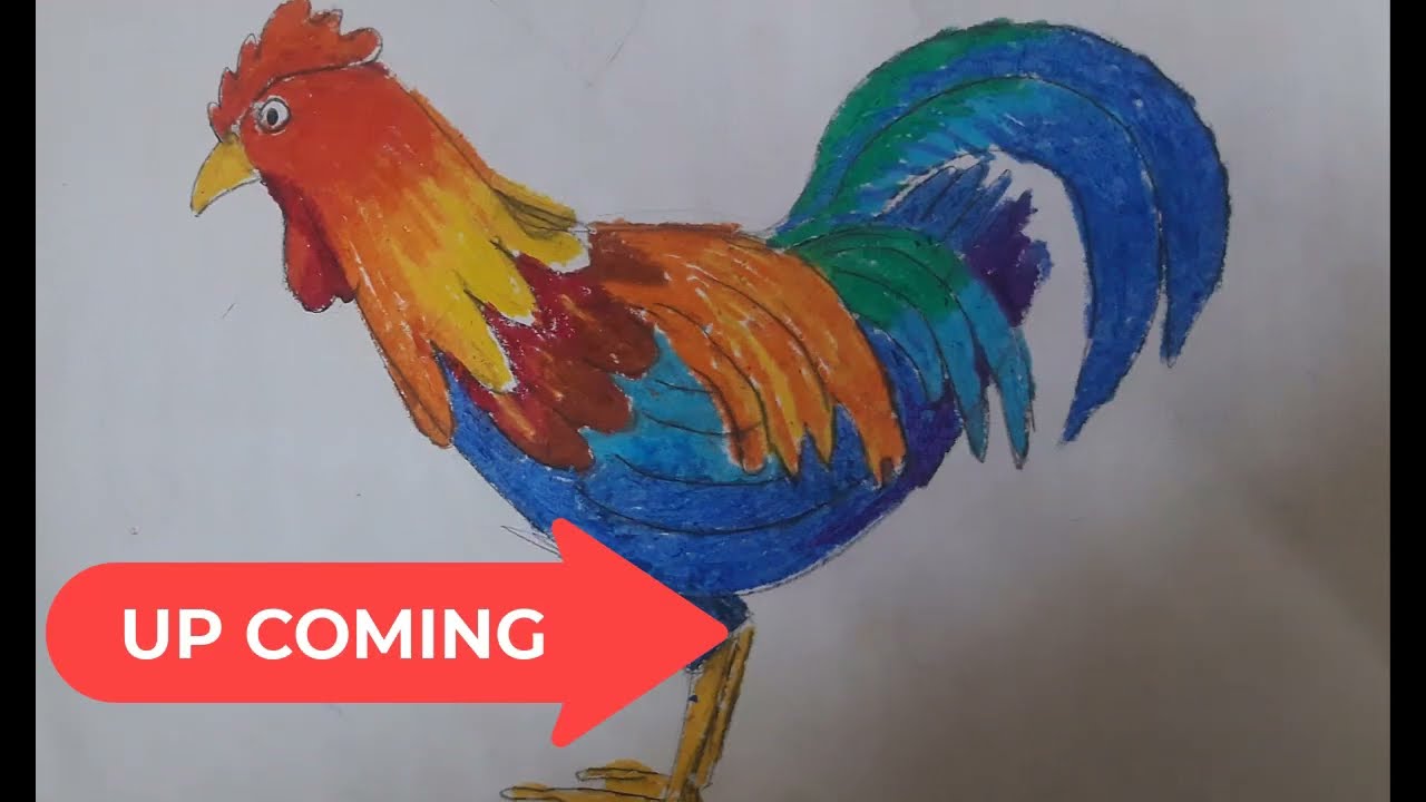 How to draw a rooster with colour | easy drawings | rooster drawing ...