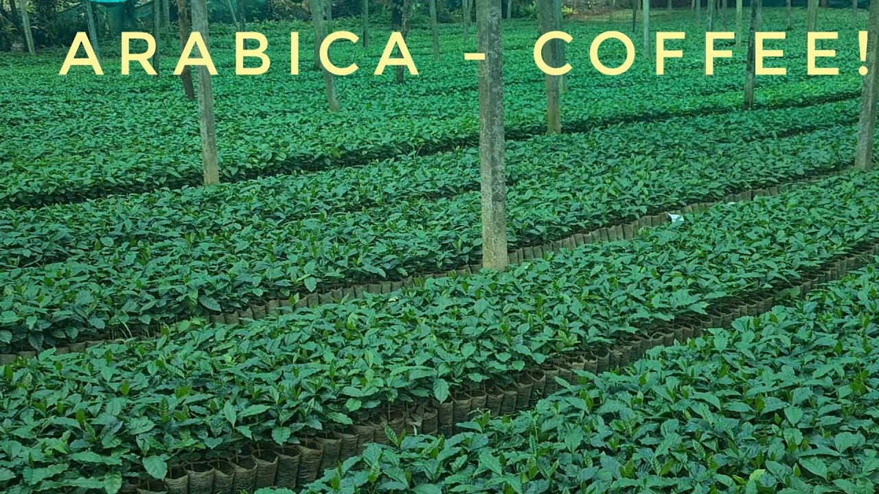 Chandragiri Arabica Coffee Saplings and Crop Yield! #coffee #coorg ...
