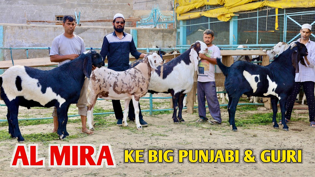 Al Mira Goat Farm Ke Big Punjabi & Gujri Goat - YouTube