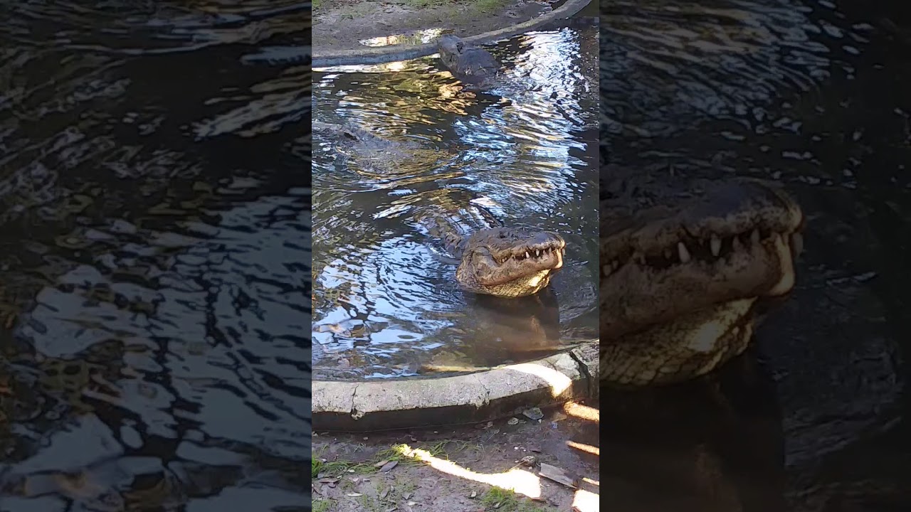 American Alligator Bellow - YouTube
