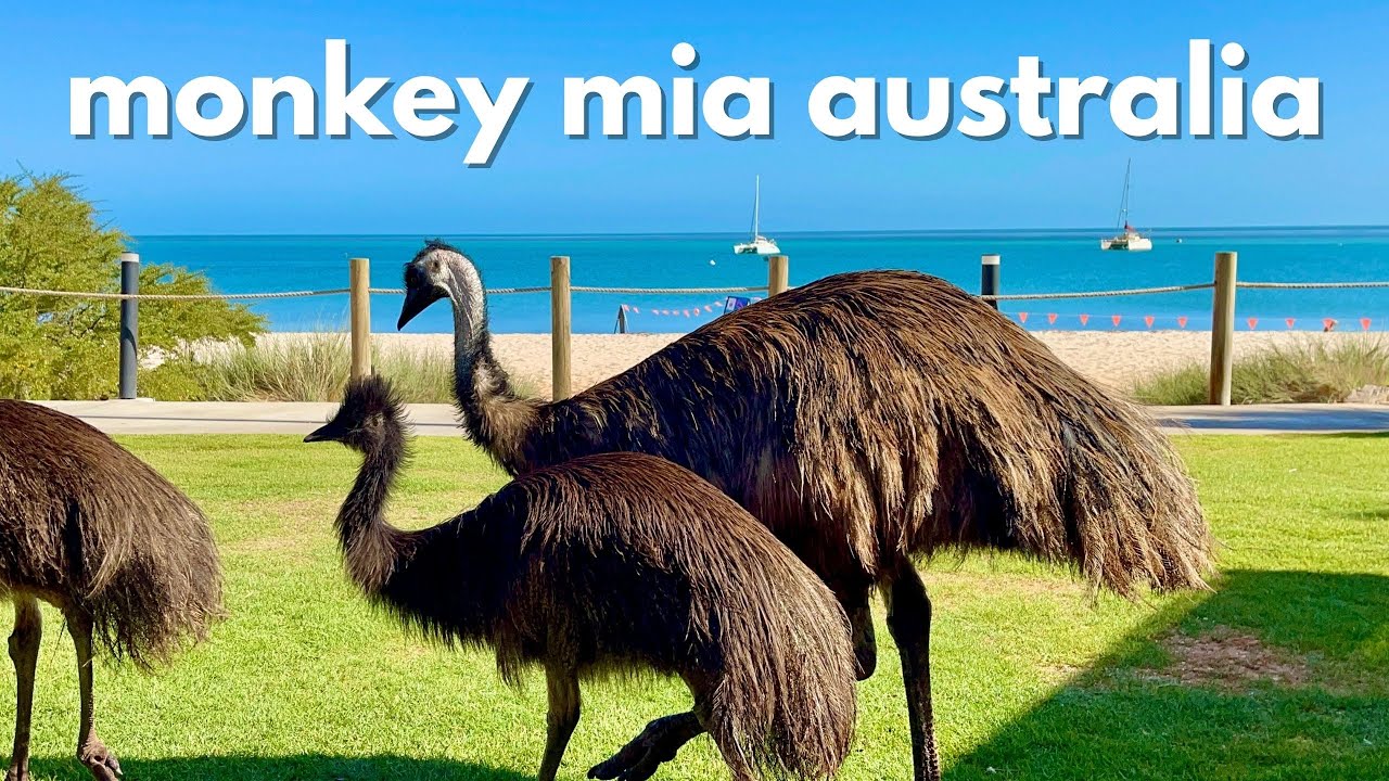 Monkey Mia, Australia - YouTube