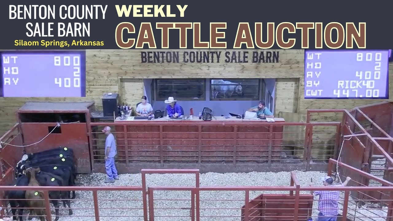 7/31/2025 -Benton County Sale Barn - Cattle Auction - YouTube