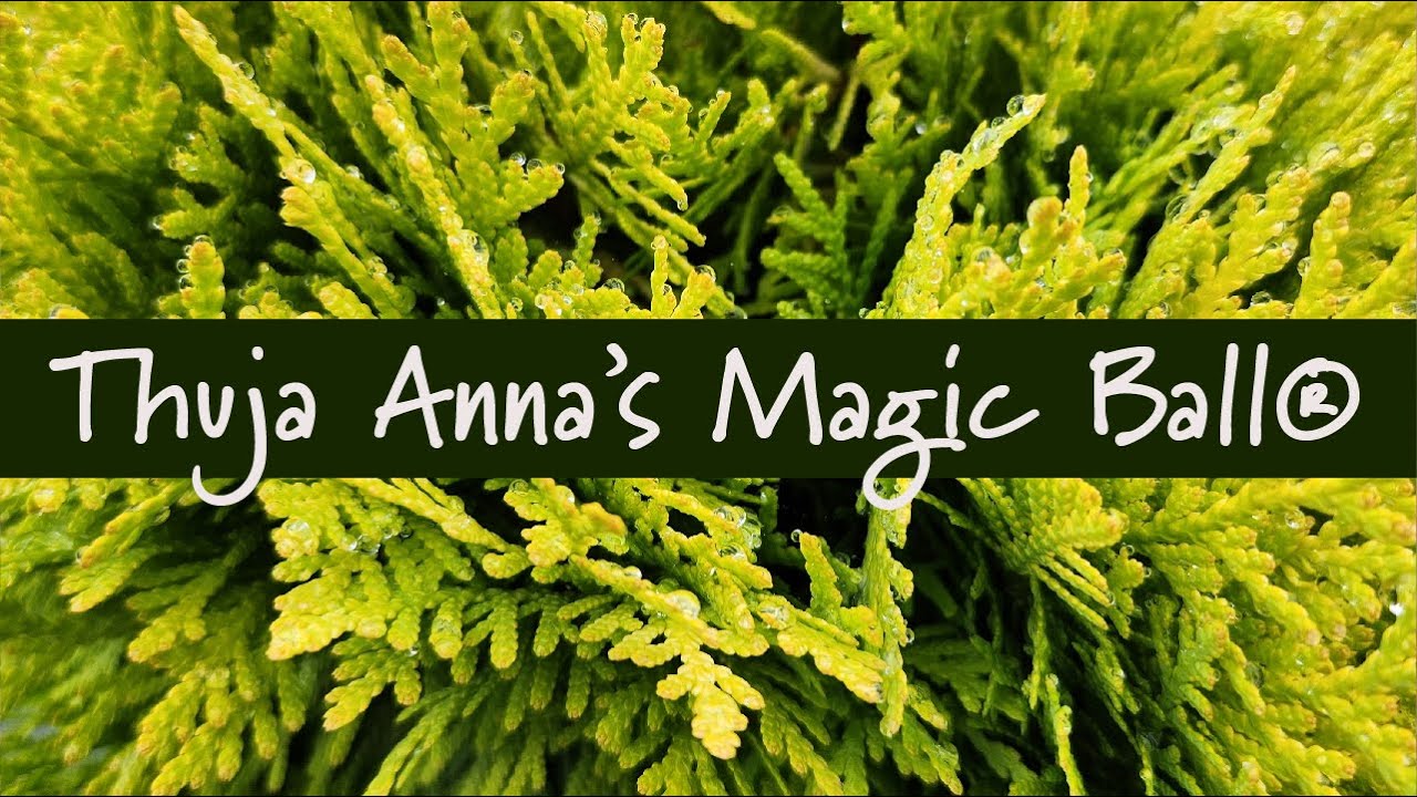 Thuja Anna's Magic Ball® at Prides Corner Farms - YouTube