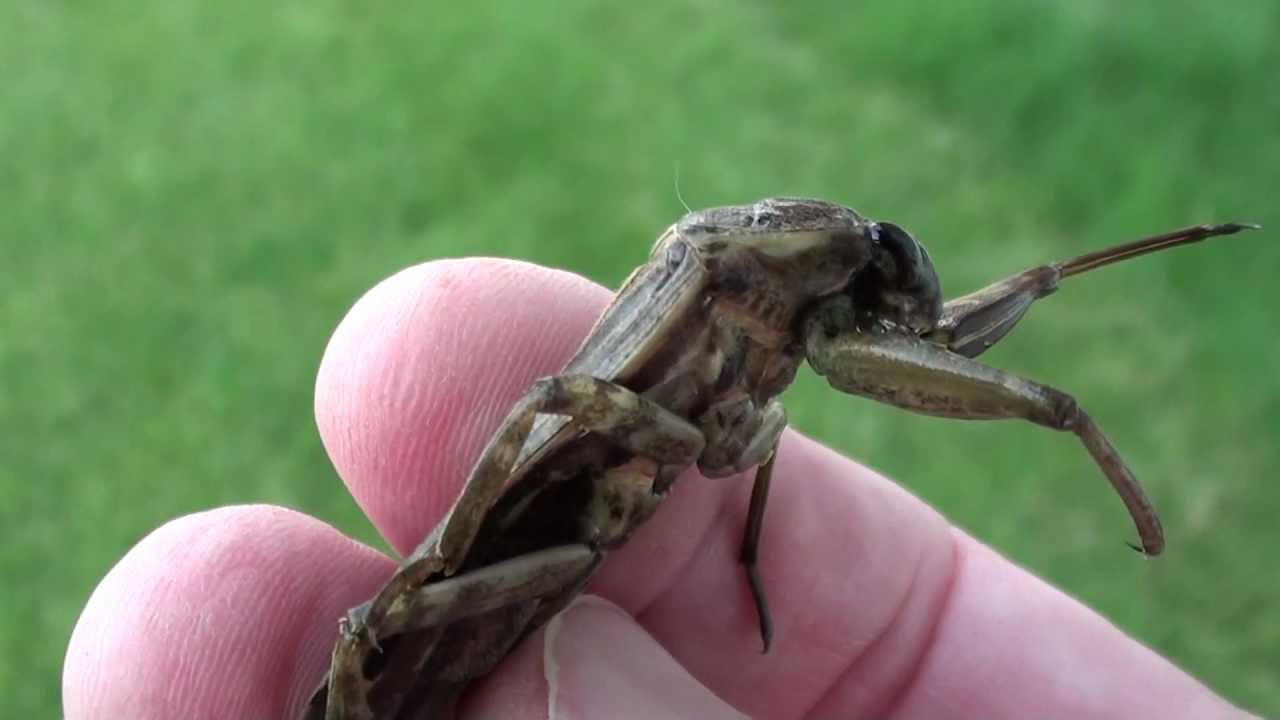 Giant Water Bug (Belostomatidae: Lethocerus) Close-up - YouTube