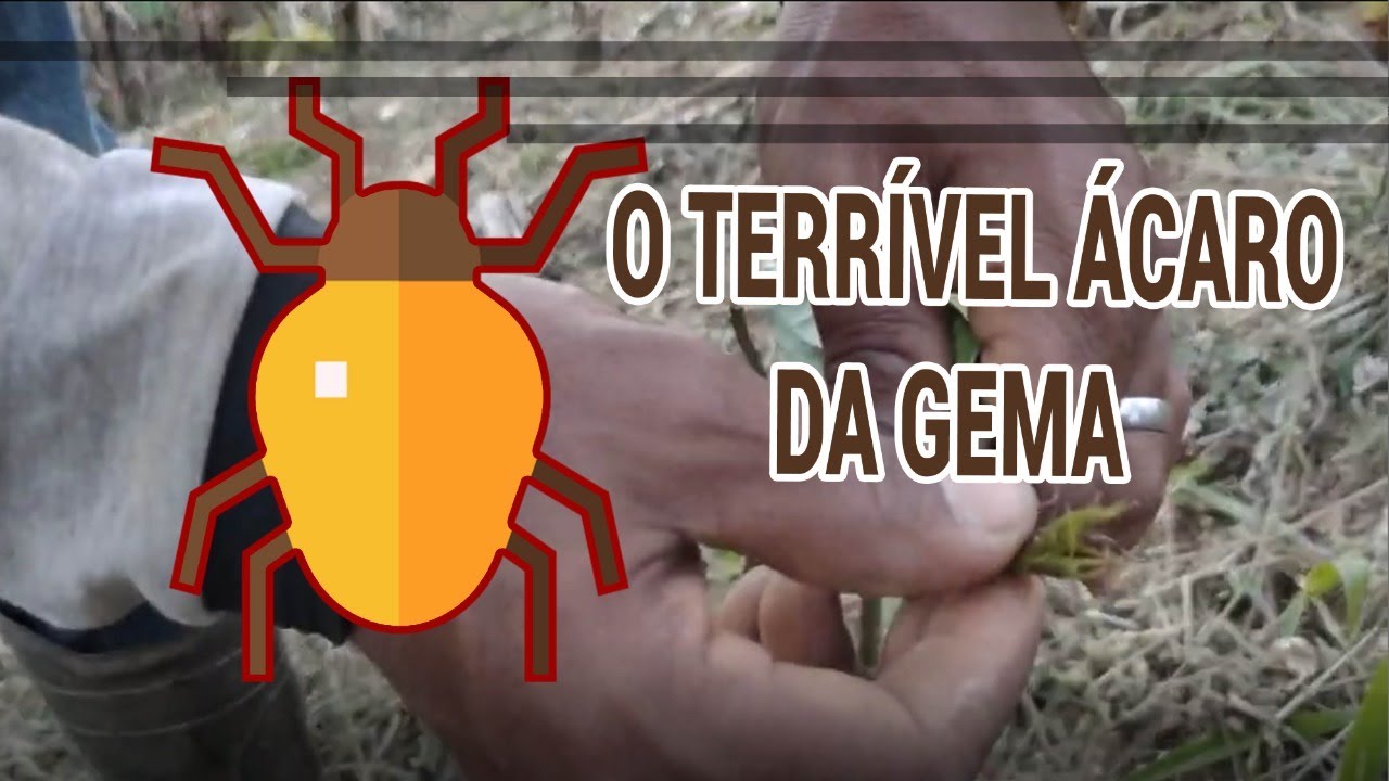 Ácaro da gema do cacau, como resolver o problema? - YouTube