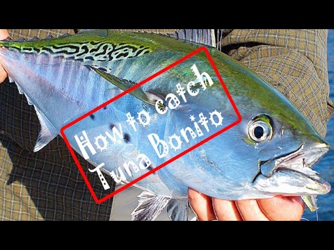 Bonito Tuna fishing in Australia - How to catch Bonito - Catching ...